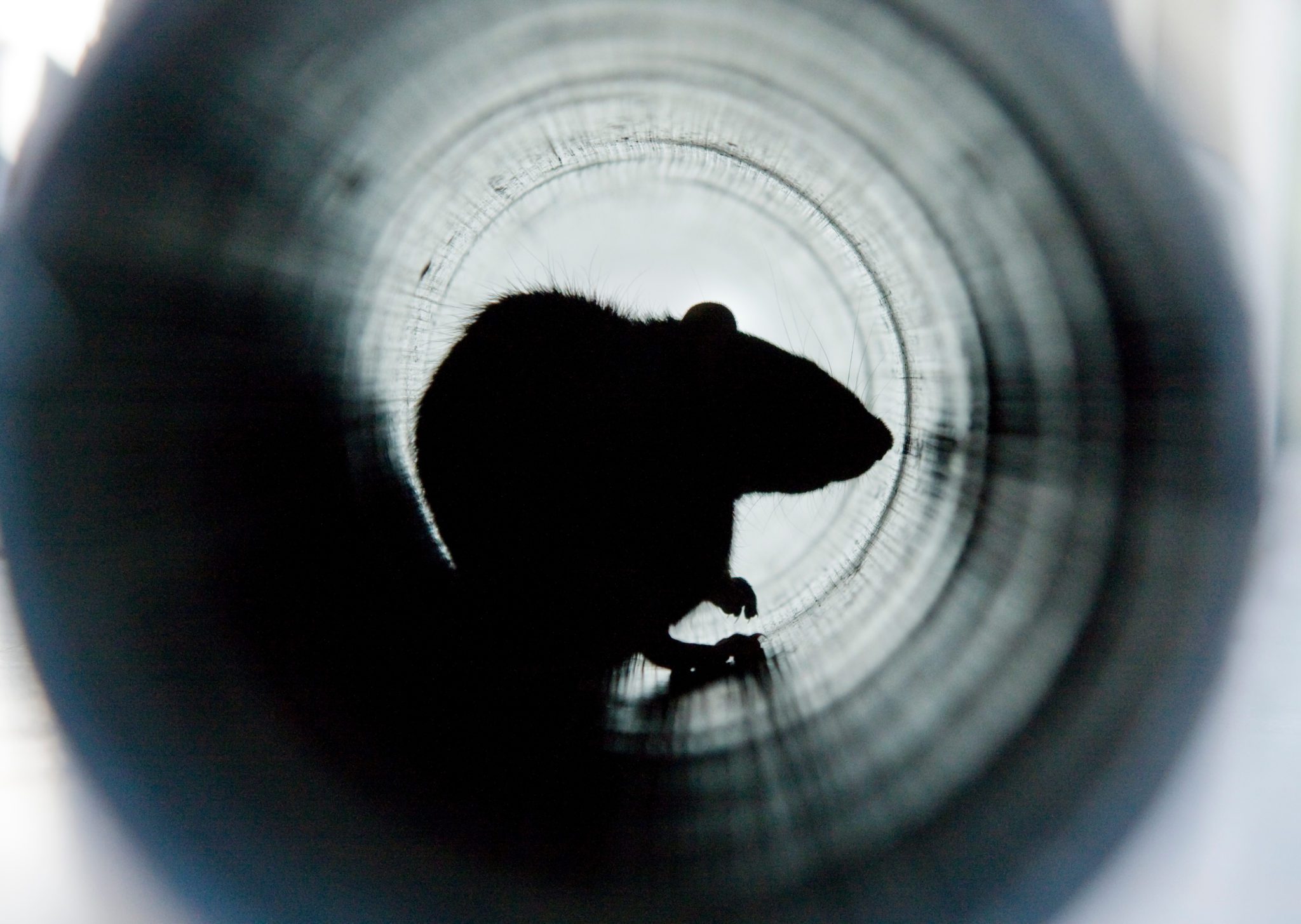 RATS IN YOUR DRAINS? IT'S QUITE COMMON! - DALROD